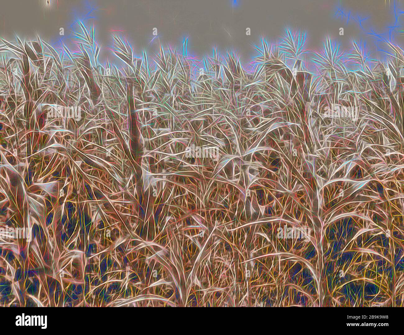 Agriculture in Egypt. Maize, Indian corn. (Zea Mays). Luxuriant growth ...