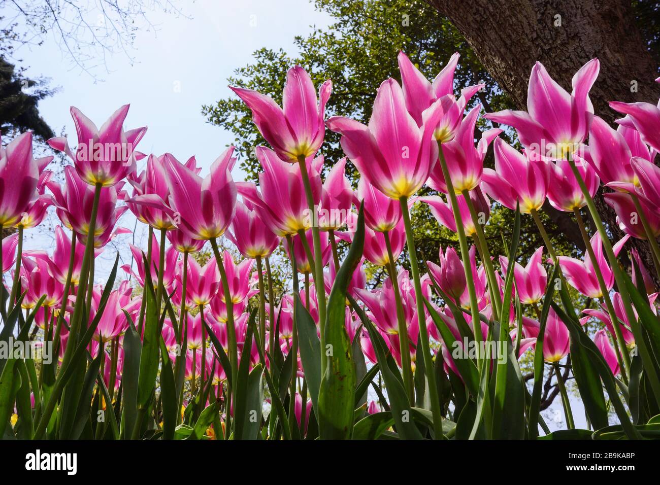 Shining tulips hi-res stock photography and images - Alamy