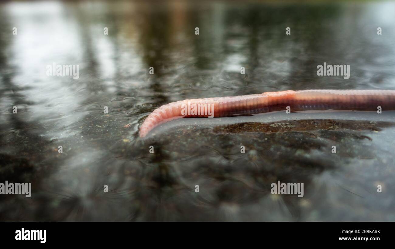 Rain worm hi-res stock photography and images - Alamy