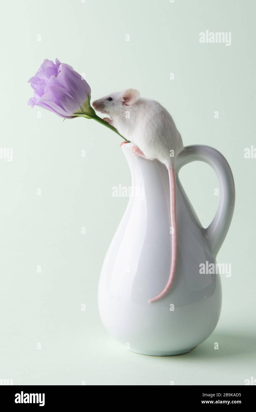 studio, mouse, rodent, animal, mammal, cute, white, isolated, rat, tail ...