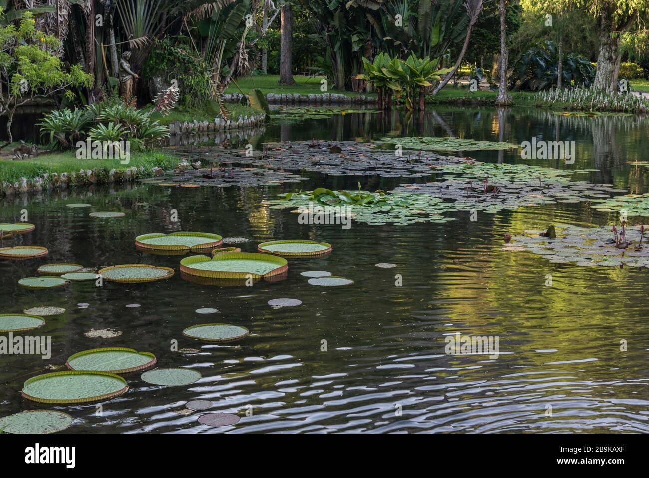Beautiful landscape of water lilies floating on rainforest lake in the ...