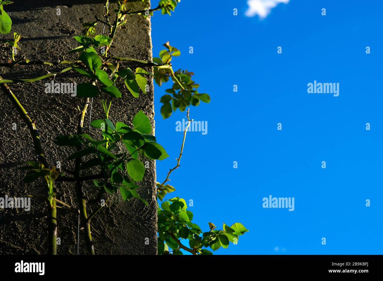 Creeper hanging on a wall with the sky in the background. Creeper ...