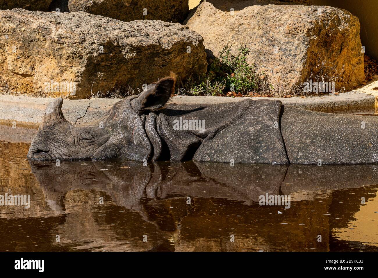 hippo dipped in water Stock Photo - Alamy