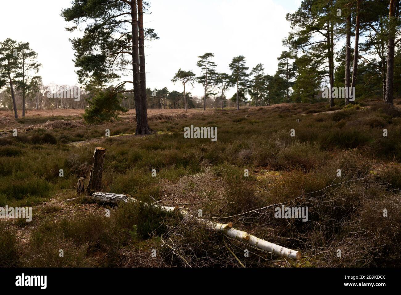 Upper Hollesley Common Suffolk Uk Stock Photo - Alamy