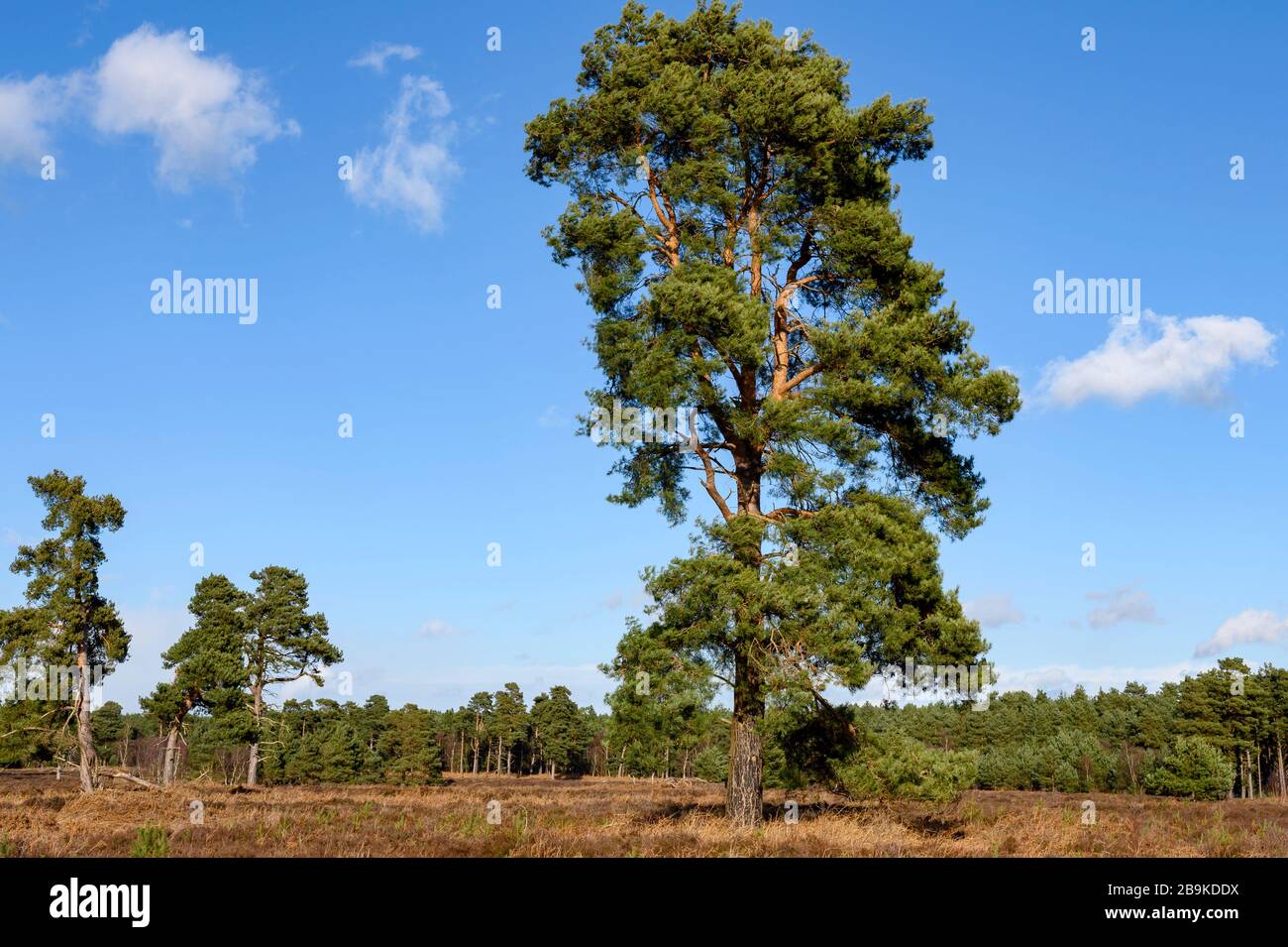 Upper Hollesley Common Suffolk Uk Stock Photo - Alamy