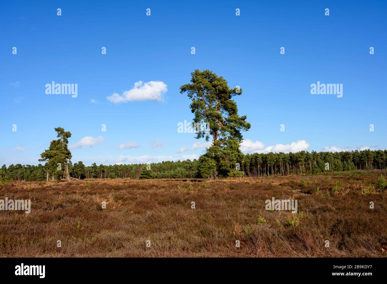 Upper Hollesley Common Suffolk Uk Stock Photo - Alamy