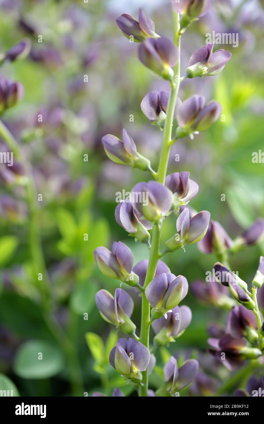 Indigo plant hi-res stock photography and images - Alamy