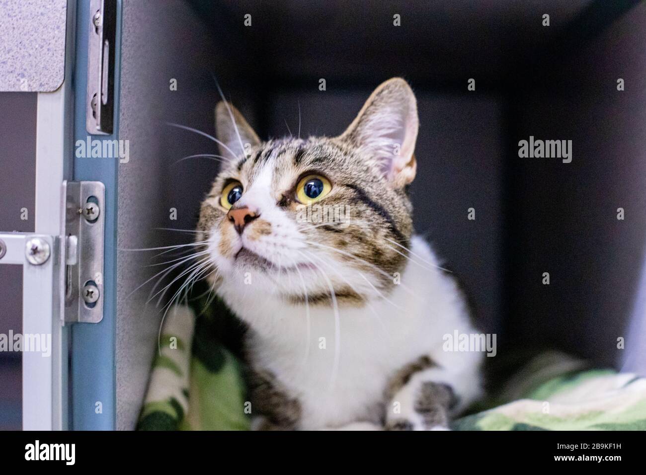 Cute and Adorable Kitten and Cat Portrait with Behavior and Pers Stock ...