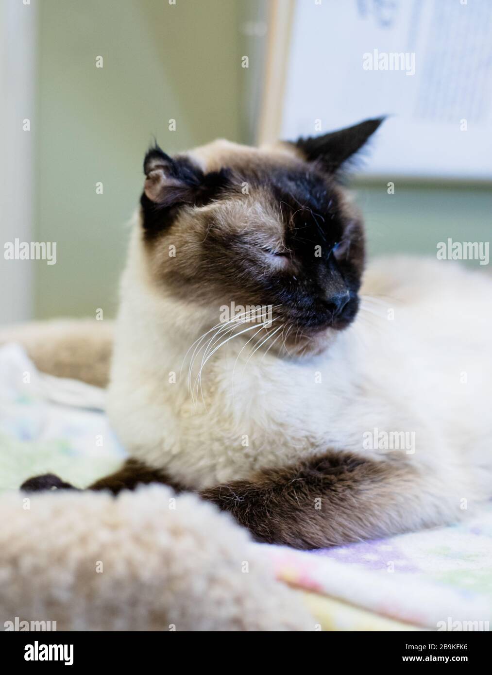 Cute and Adorable Kitten and Cat Portrait with Behavior and Pers Stock ...