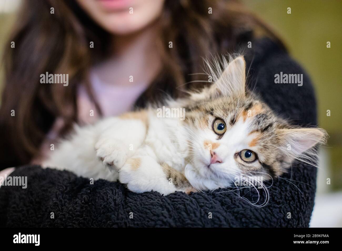 Cute and Adorable Kitten and Cat Portrait with Behavior and Pers Stock ...