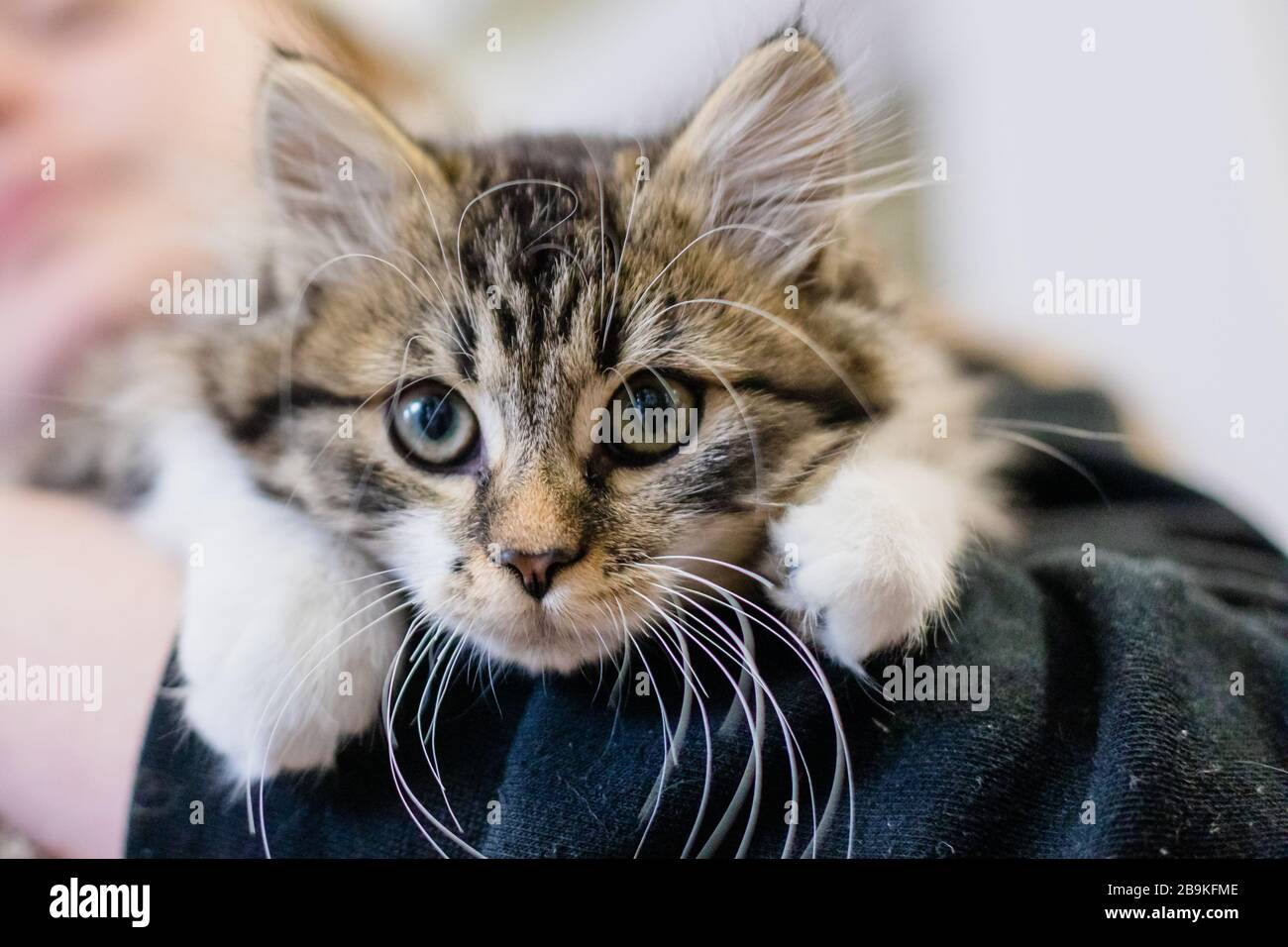 Cute and Adorable Kitten and Cat Portrait with Behavior and Pers Stock ...