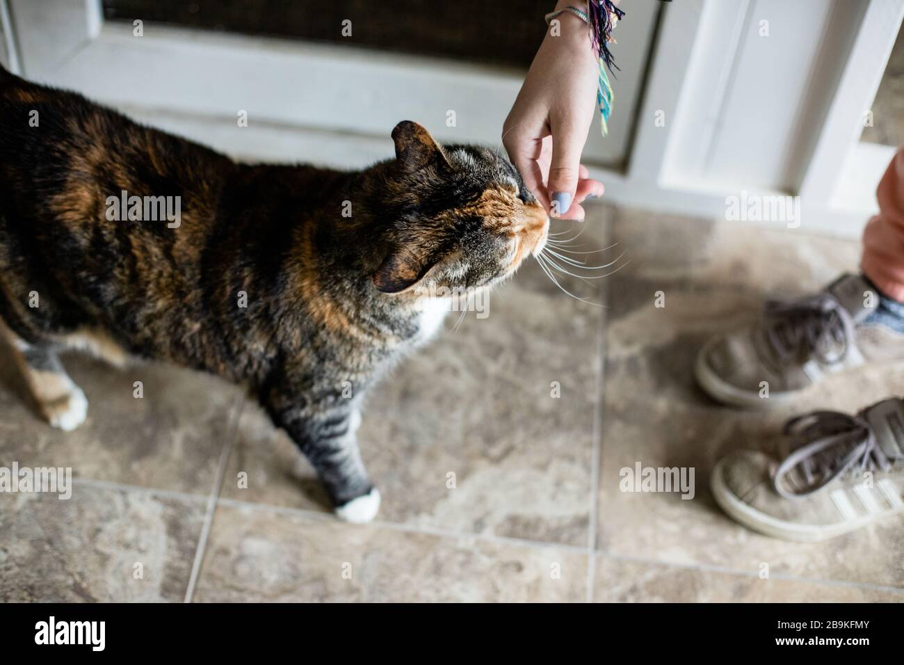 Cute and Adorable Kitten and Cat Portrait with Behavior and Pers Stock ...