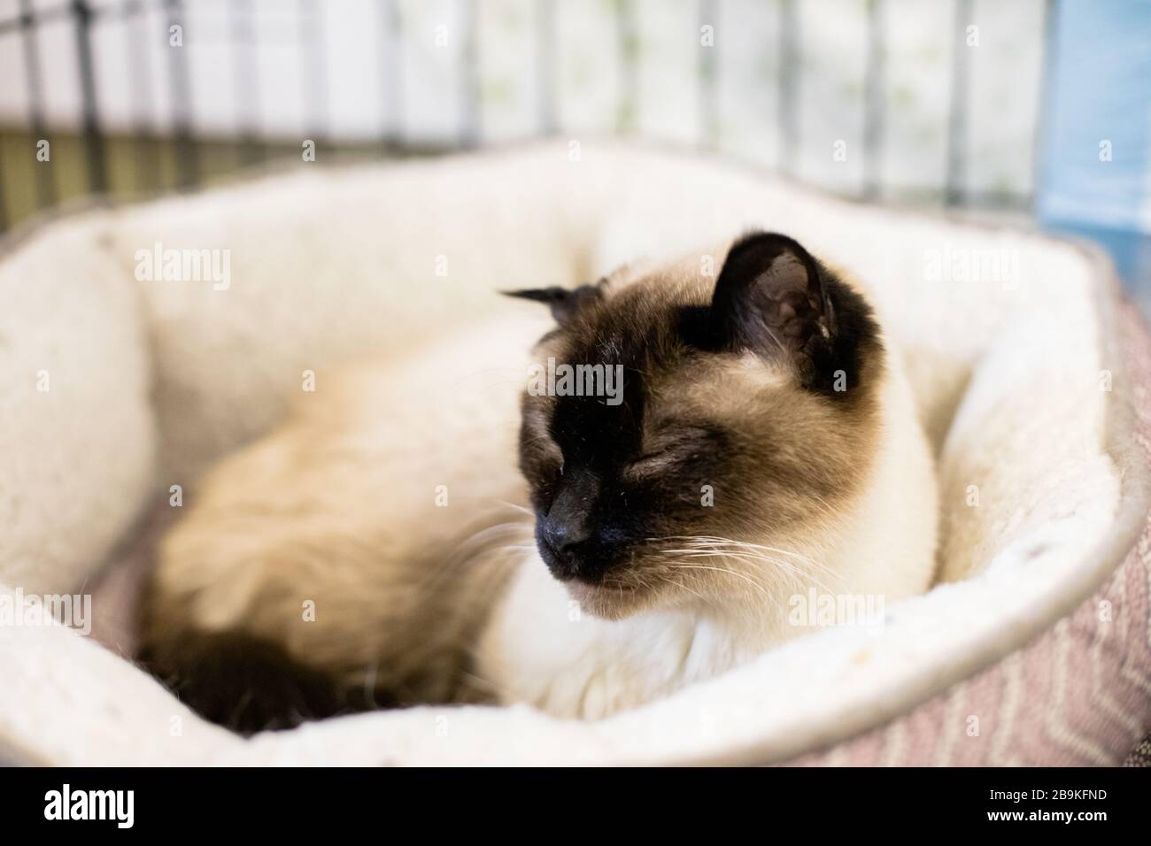 Cute and Adorable Kitten and Cat Portrait with Behavior and Pers Stock ...