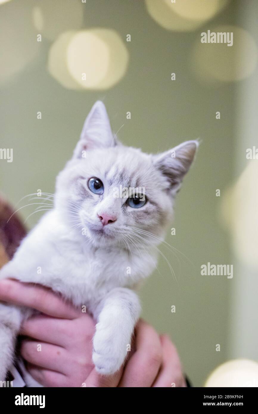 White pers hi-res stock photography and images - Alamy