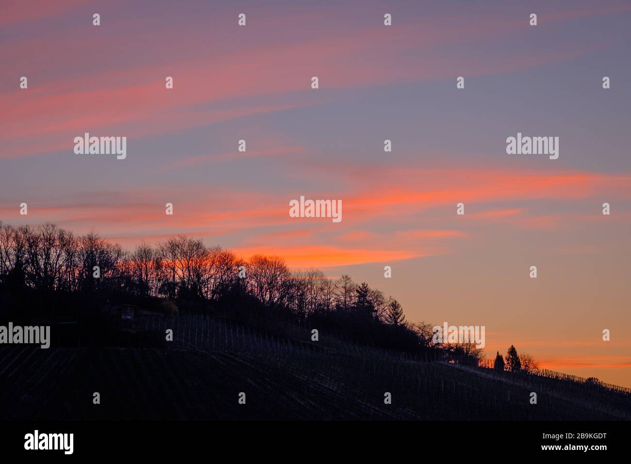 Trees and vineyard in morning dawn wiht red sky Stock Photo - Alamy