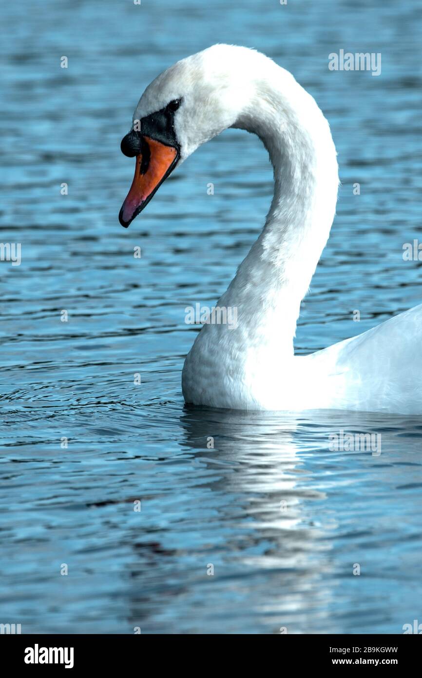 Portrait swan face at the river Stock Photo - Alamy