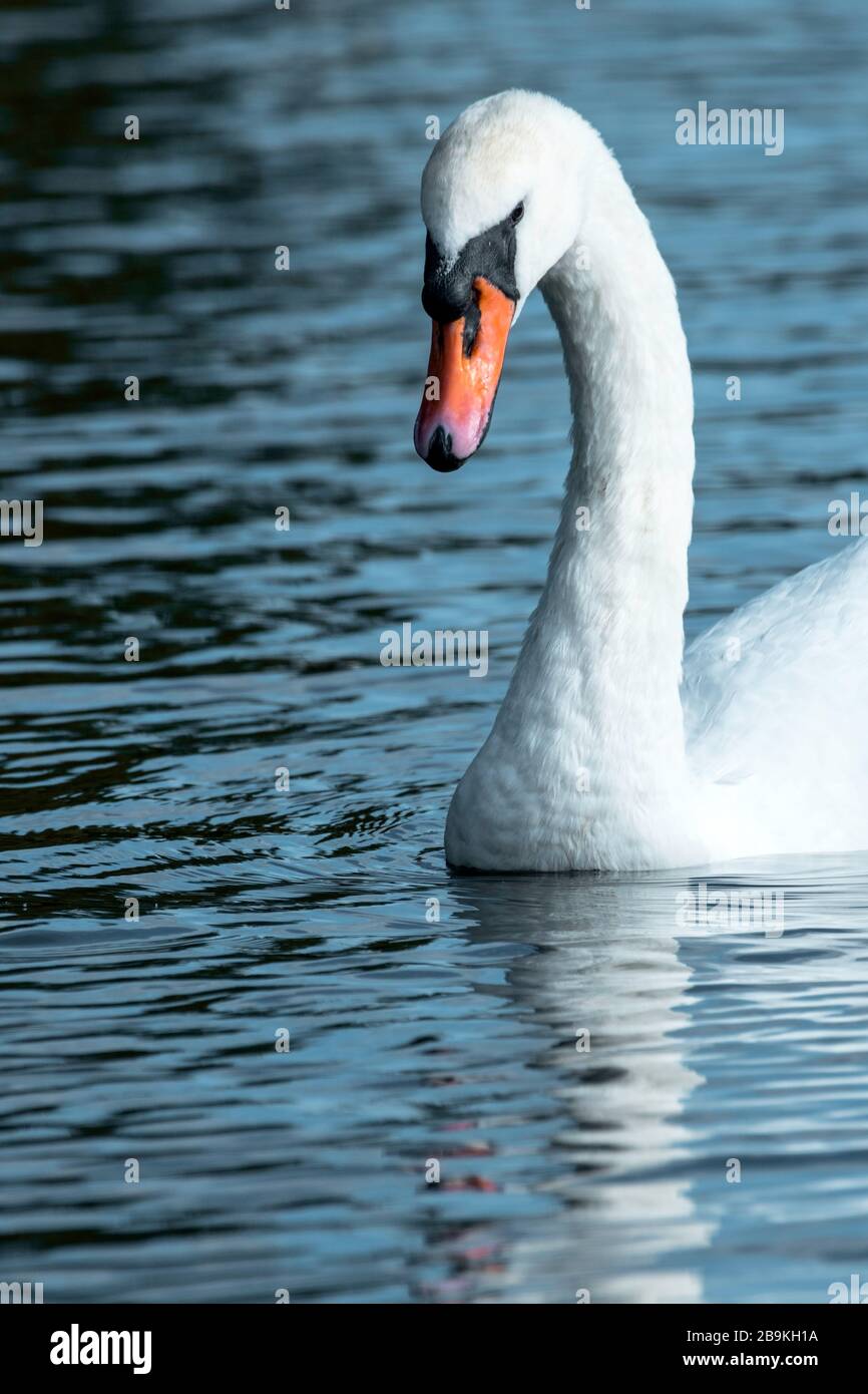 Portrait swan face at the river Stock Photo - Alamy