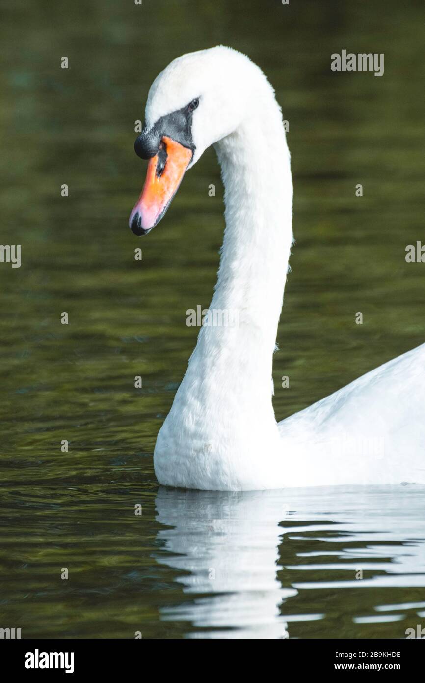 Portrait swan face at the river Stock Photo - Alamy