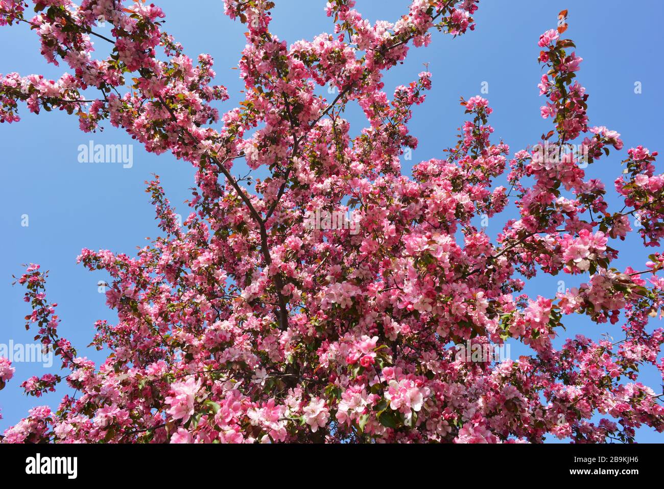 Beautiful blossoms prunus cerasifera hi-res stock photography and ...