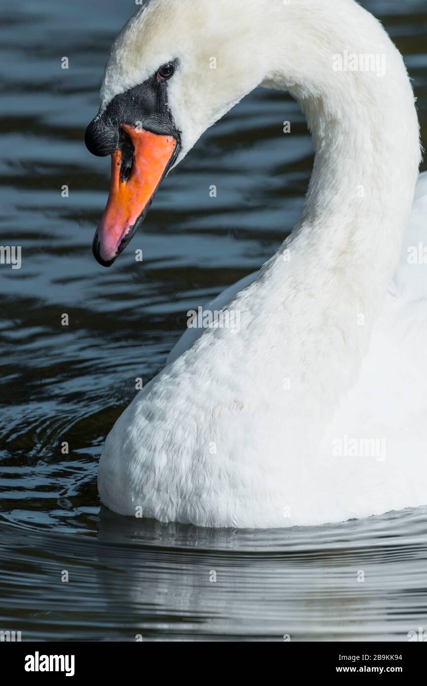 Portrait swan face Stock Photo - Alamy