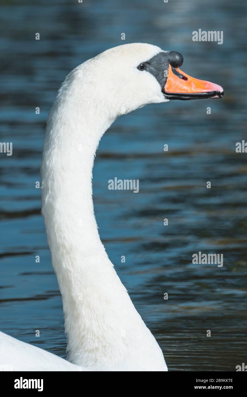 Portrait swan face Stock Photo - Alamy