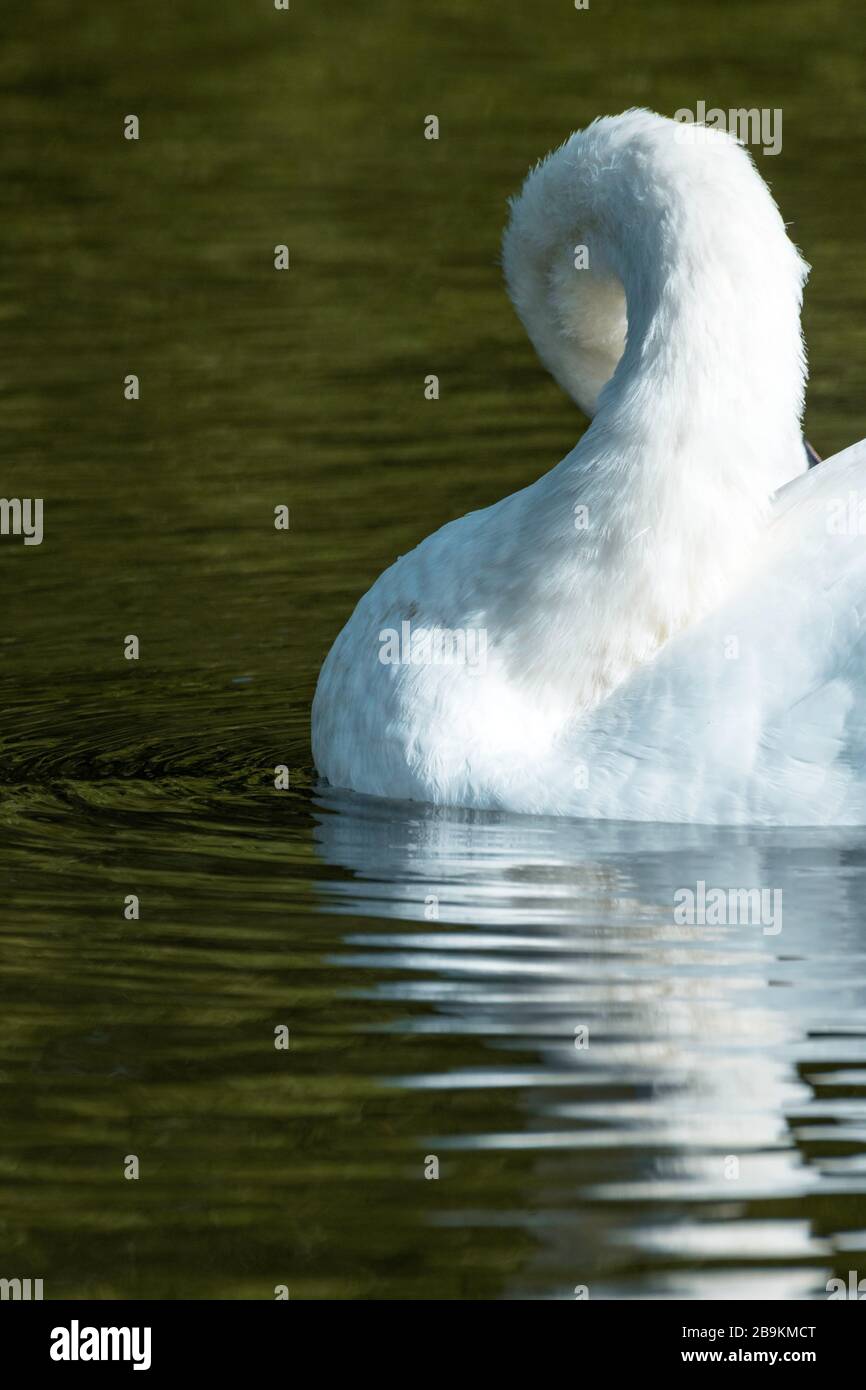 Mute swan wash the neck at the river Stock Photo - Alamy