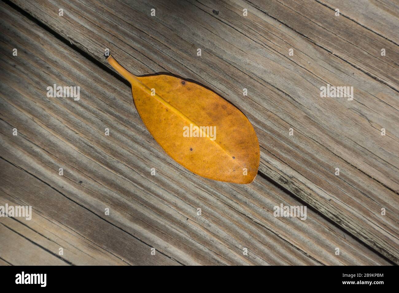 Fallen leaf on wooden floor Stock Photo - Alamy