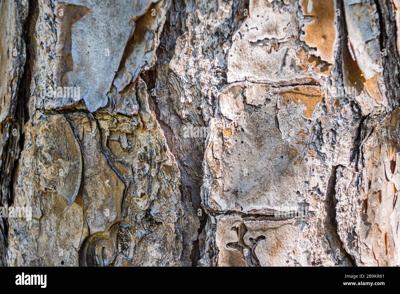 Tree bark of a big tree as background Stock Photo - Alamy
