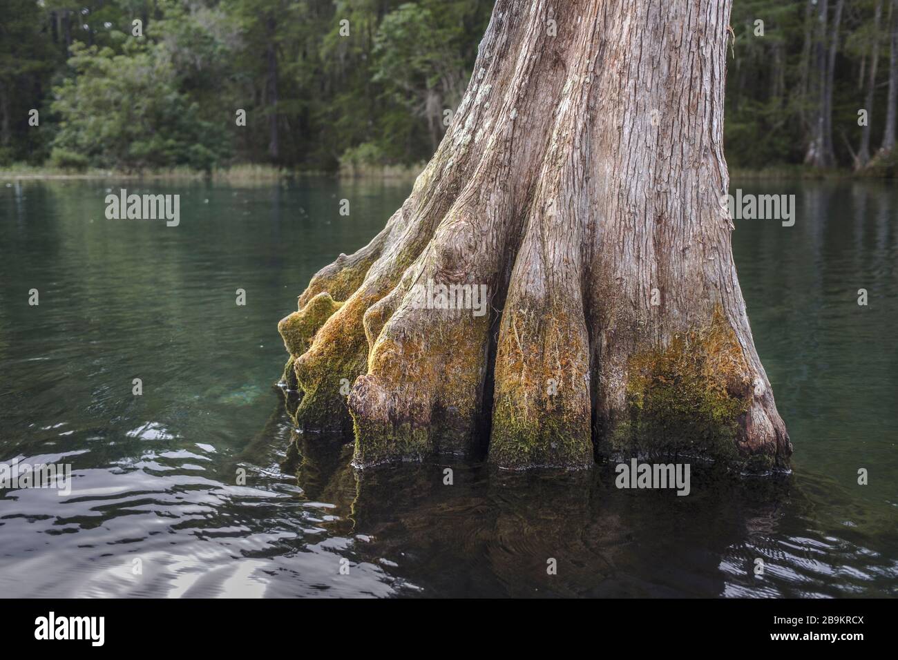 Spring constant of a spring hi-res stock photography and images - Alamy