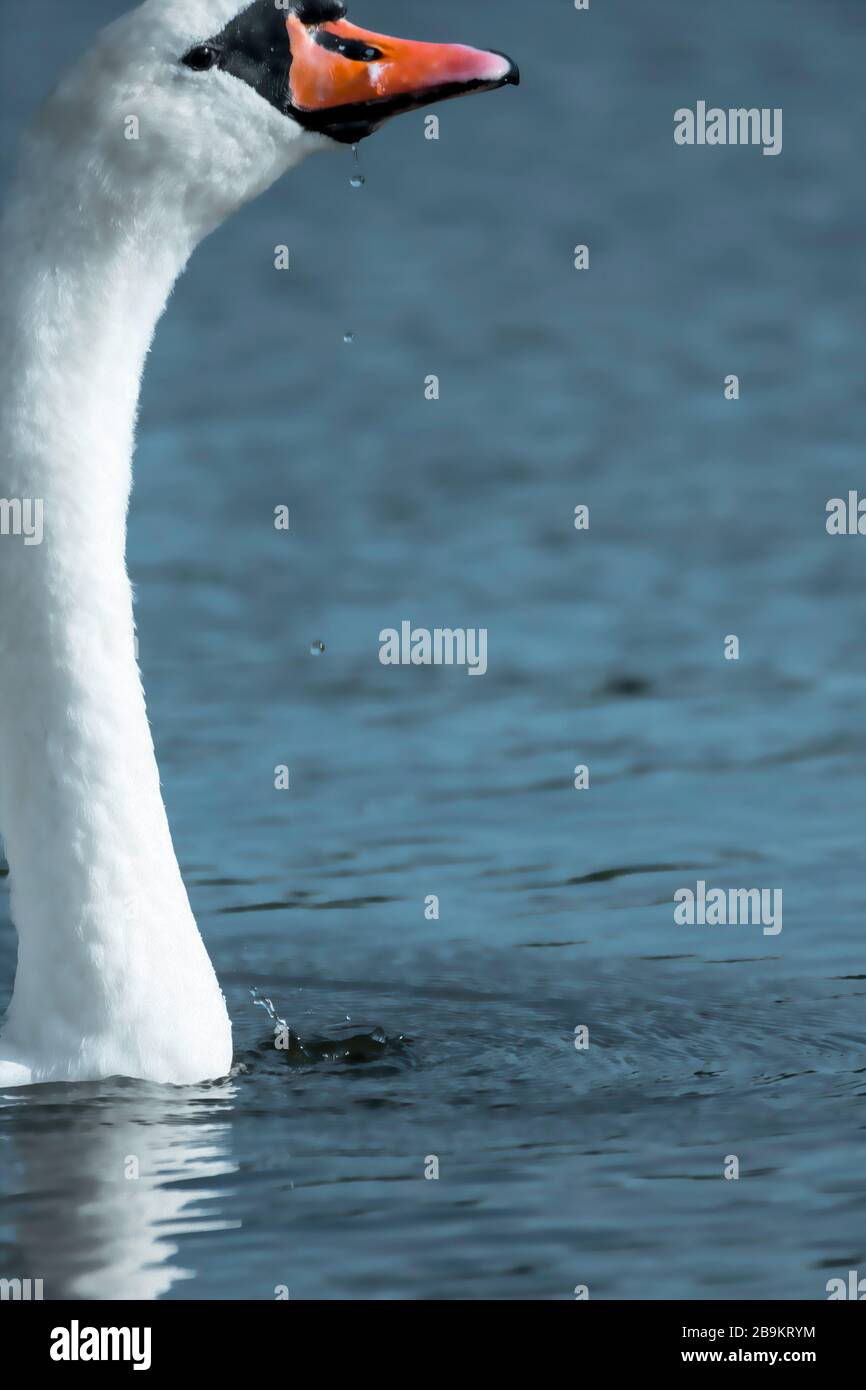 Long swan neck at the river Stock Photo - Alamy