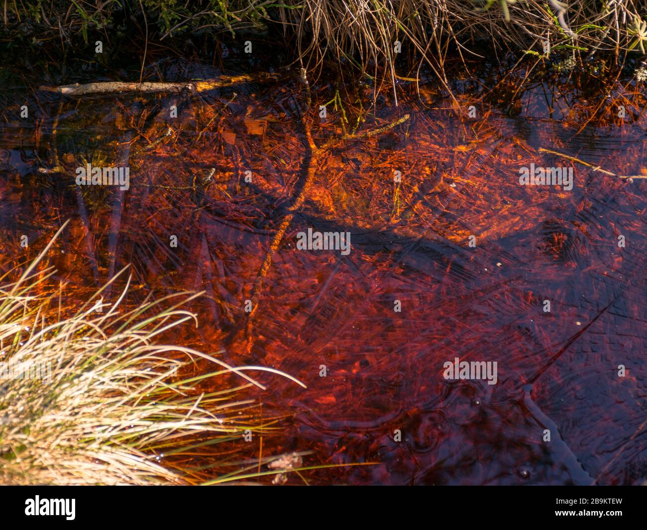 abstract picture with texture of frozen ice and swamp, beautiful red ...
