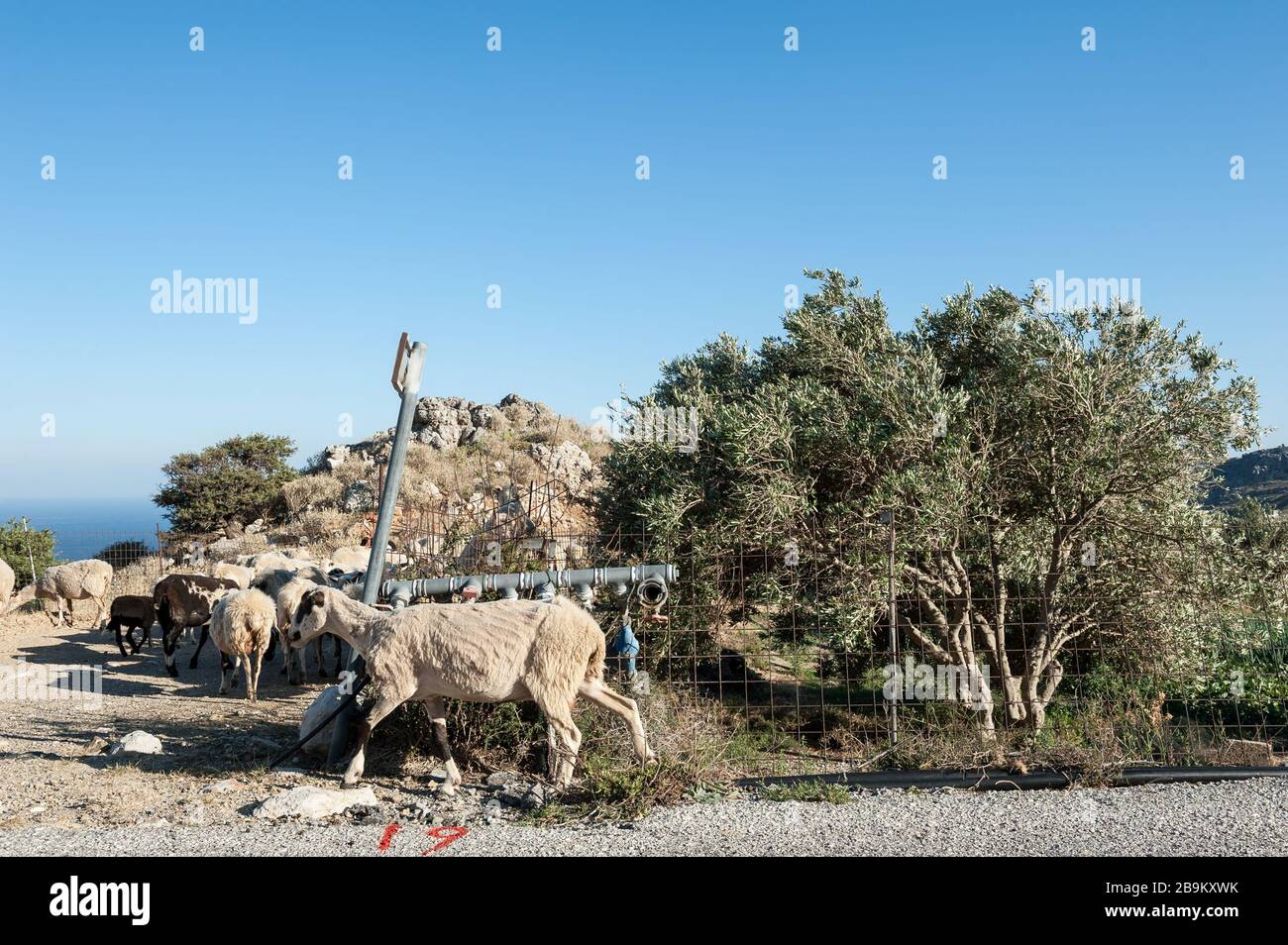 Sheep herd, Crete, Greece Stock Photo - Alamy