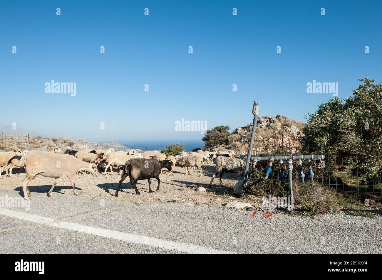 Sheep island of crete hi-res stock photography and images - Alamy