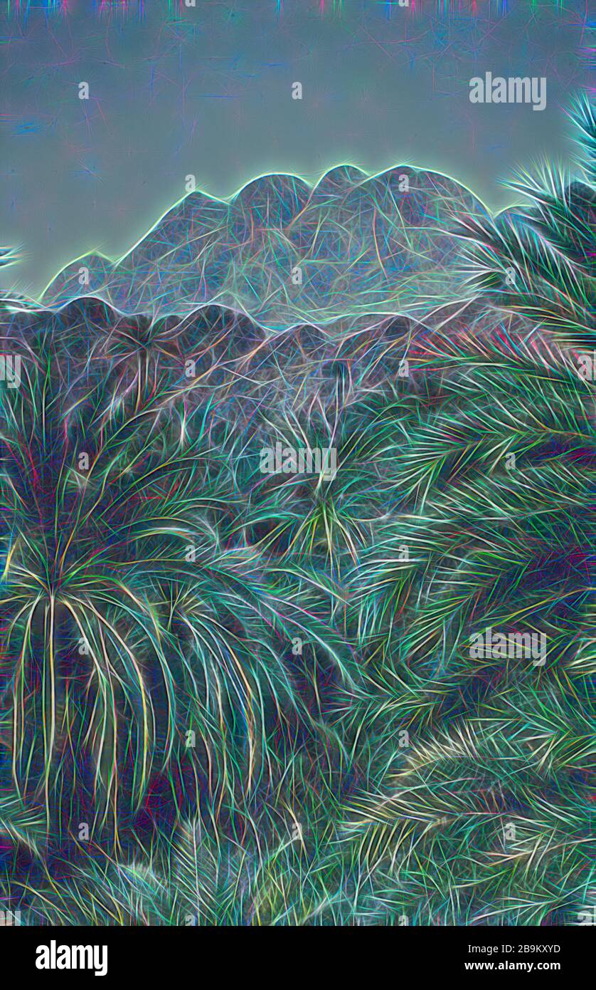 Sinai. Wady Feiran, luxurious palm grove. 1950, Egypt, Sinai Stock ...