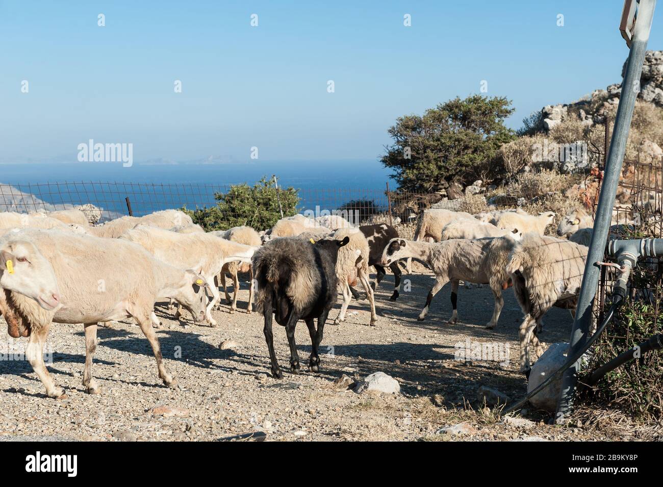 Sheep herd, Crete, Greece Stock Photo - Alamy