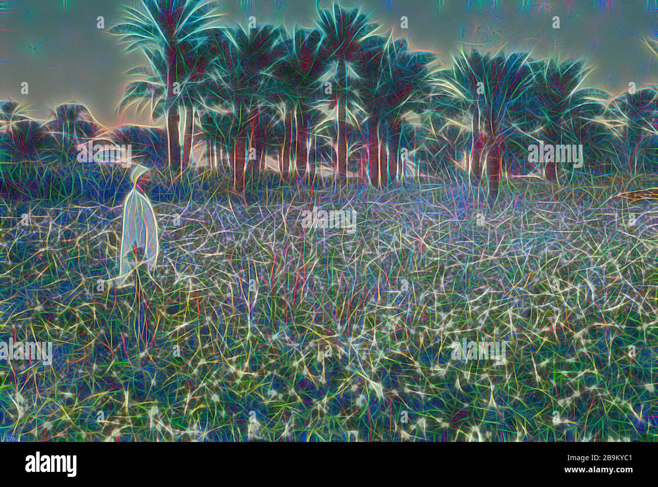 Egypt. Agriculture. An Egyptian cotton field. 1950, Egypt Stock Photo ...