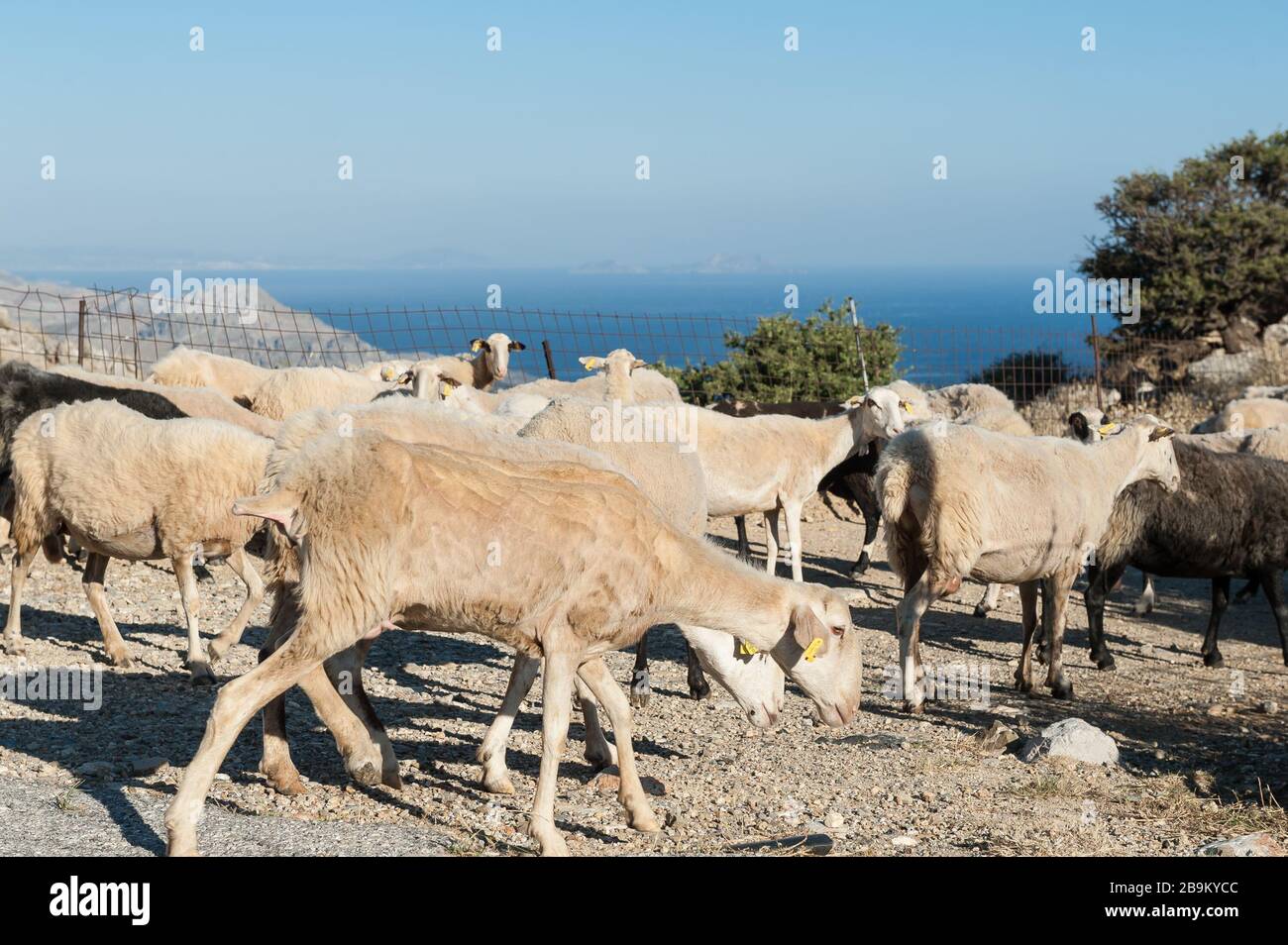 Sheep herd, Crete, Greece Stock Photo - Alamy