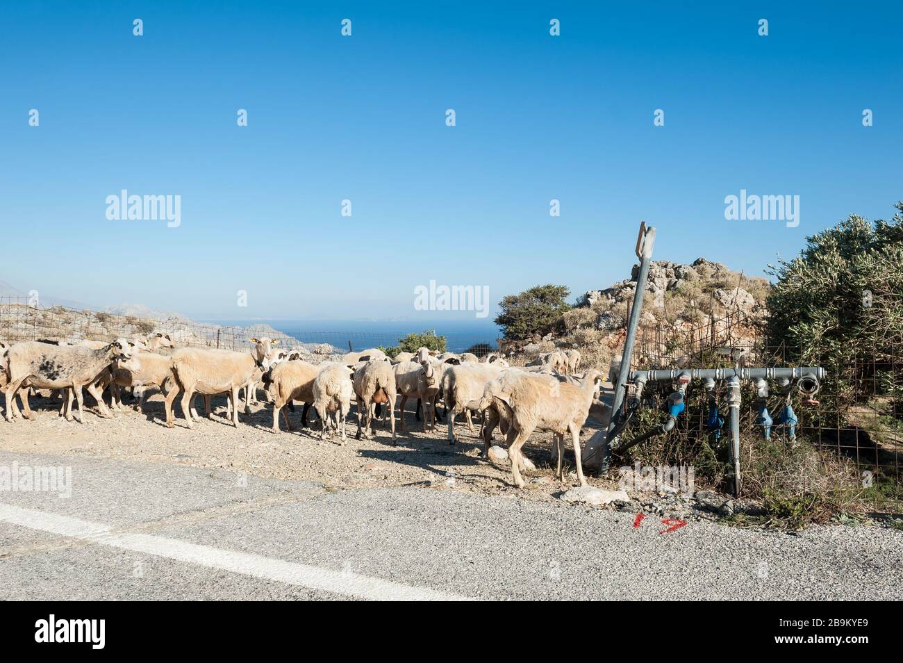 Sheep herd, Crete, Greece Stock Photo - Alamy
