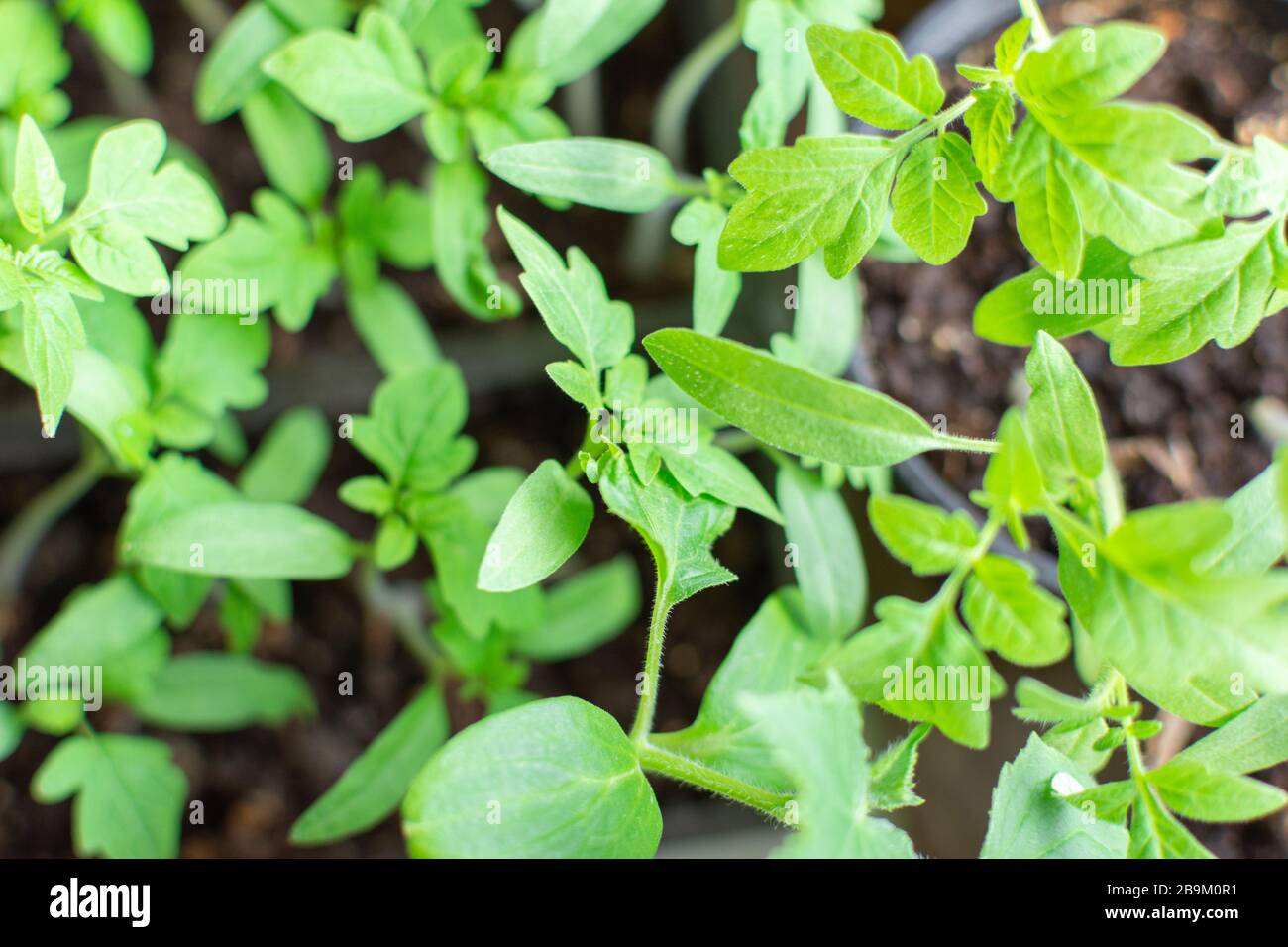 Young green tomato sprouts close up, seedlings tomato plants Stock ...