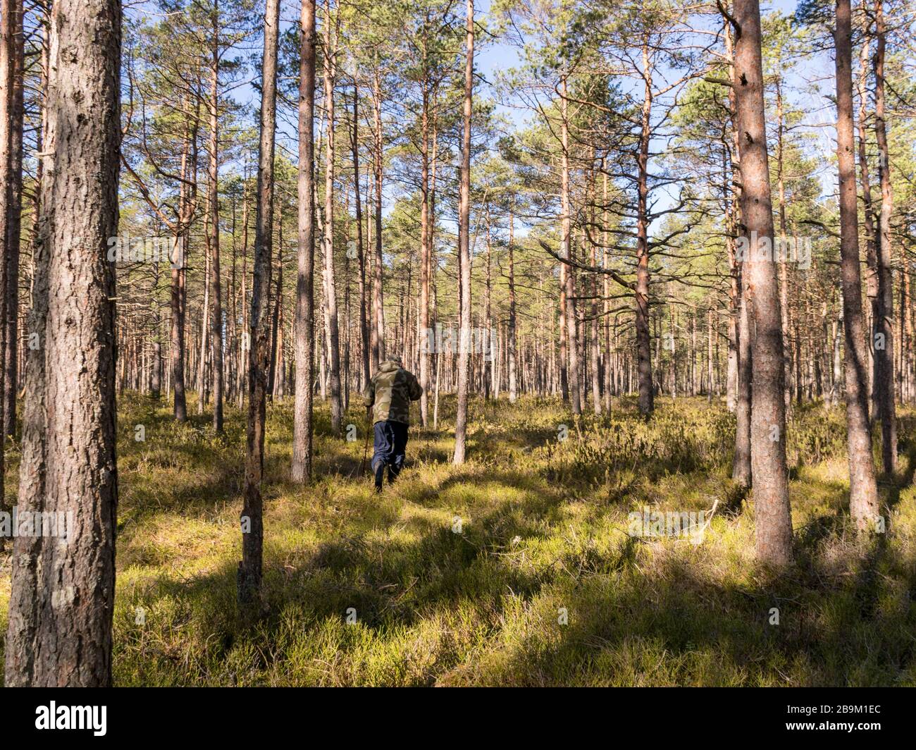 bog landscape with dry bog grass and tree silhouettes, sunny spring ...