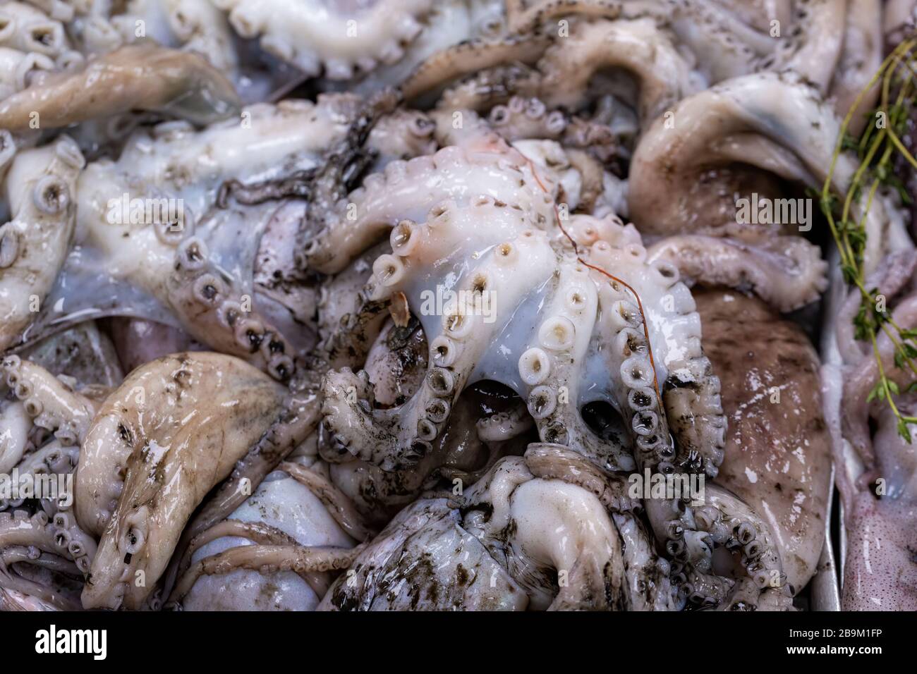 Pile of fresh Octopus for sale at a London fishmongers stall Stock ...