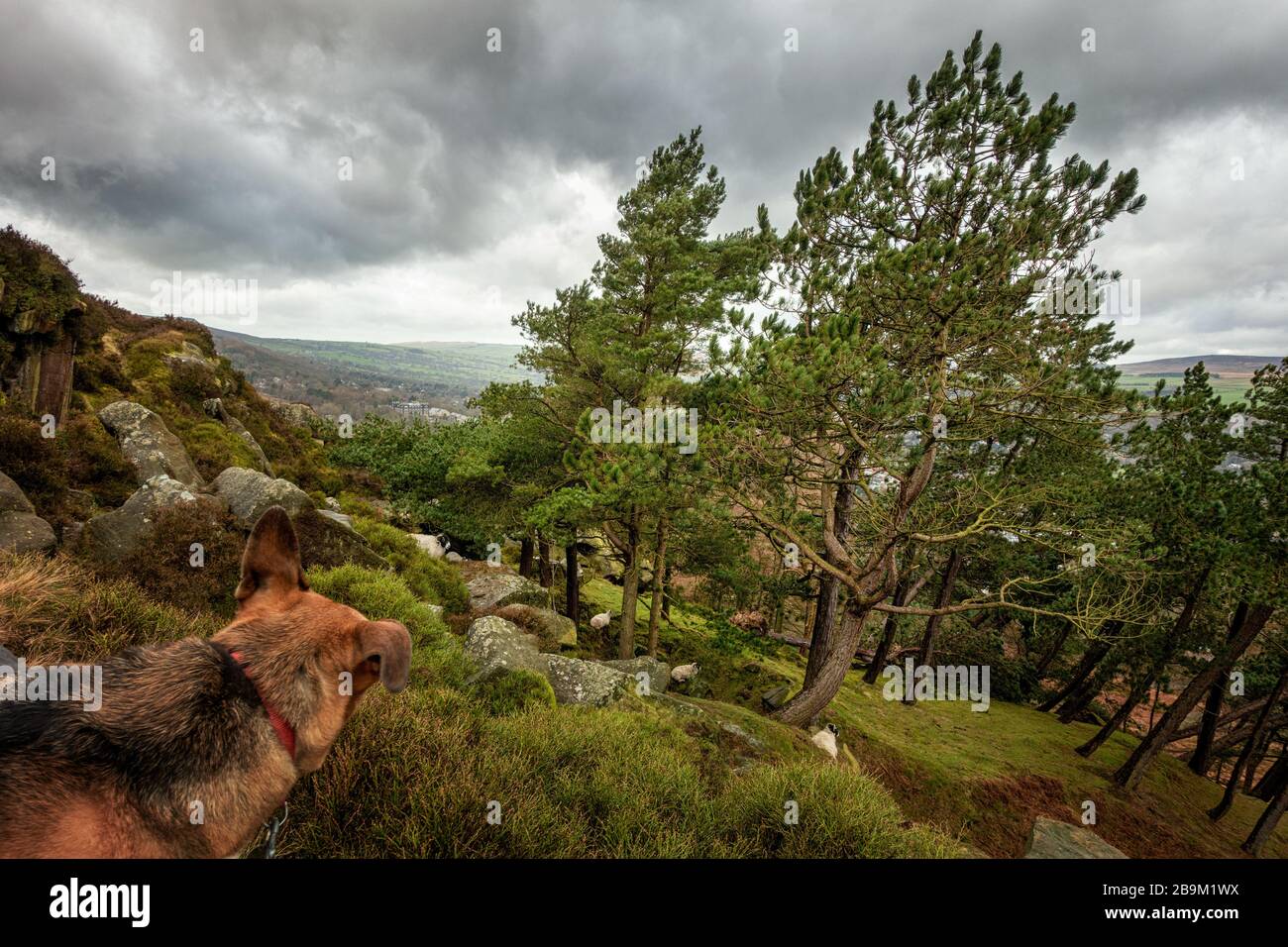 Dog watching sheep hi-res stock photography and images - Alamy