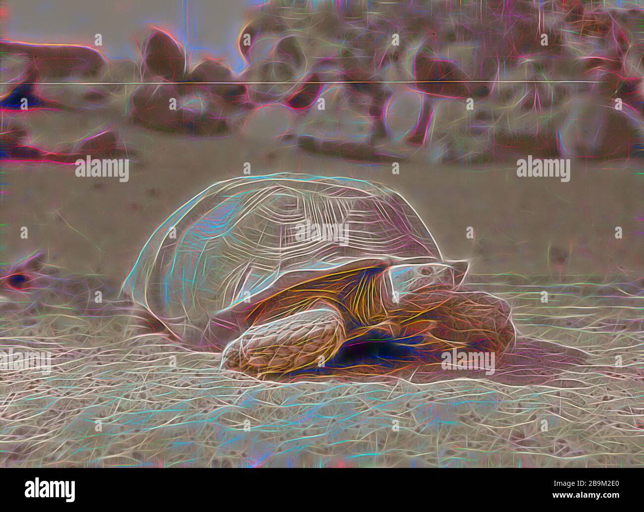 Sudan. Khartoum. Khartoum Zoo. Tortoise. 1936, Sudan, Khartoum Stock ...