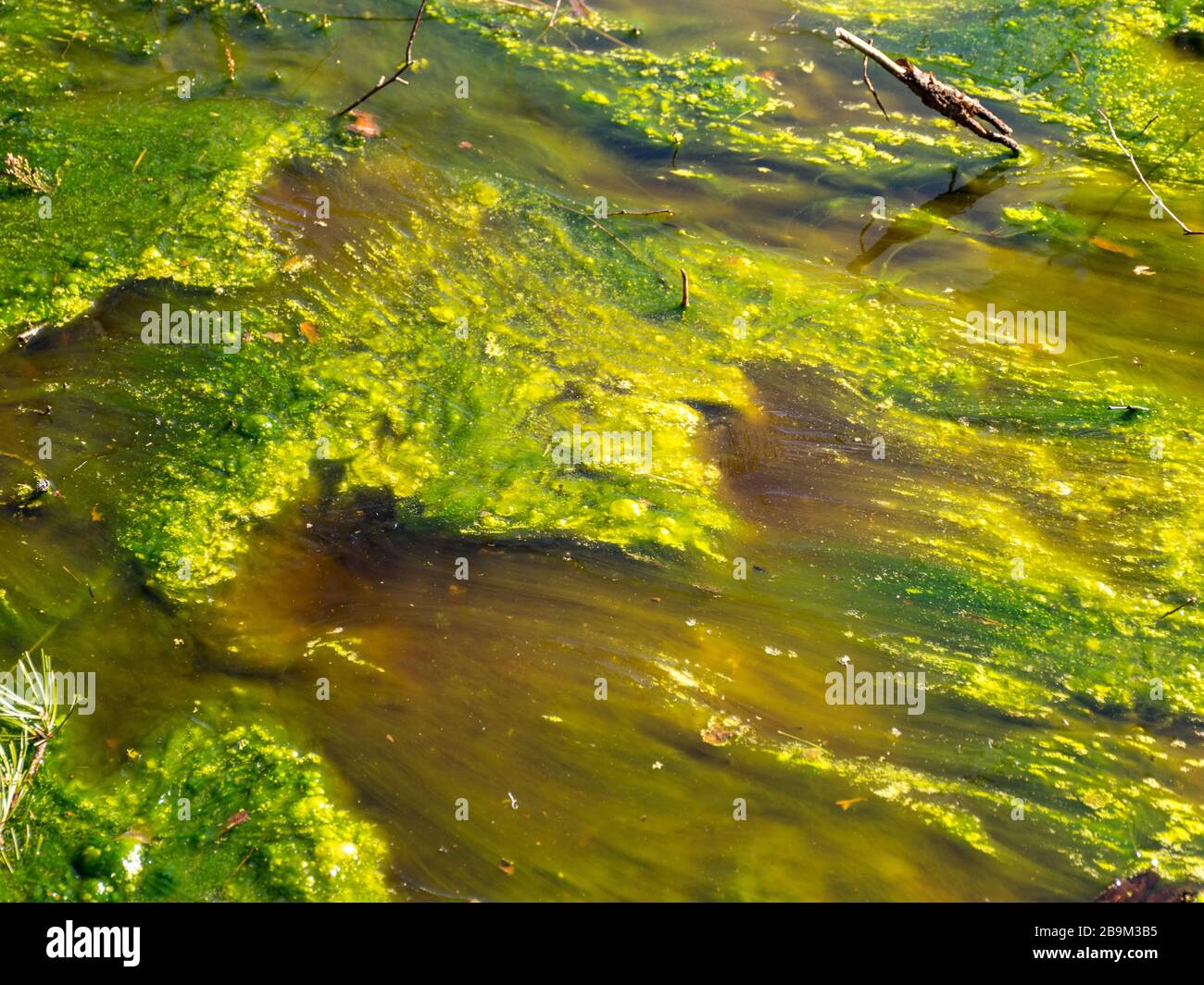 abstract picture with bright green aquatic plants in a bog, beautiful ...