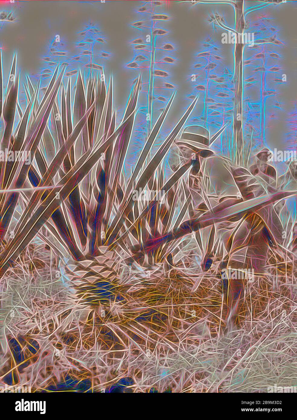 Sisal harvesting hi-res stock photography and images - Alamy