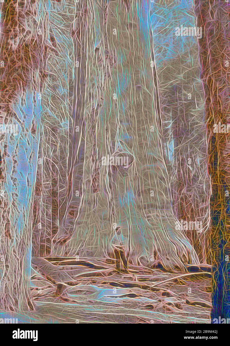 Sequoia National Park, Sept. 1957 'The Dead Giant' conspicuous standing ...