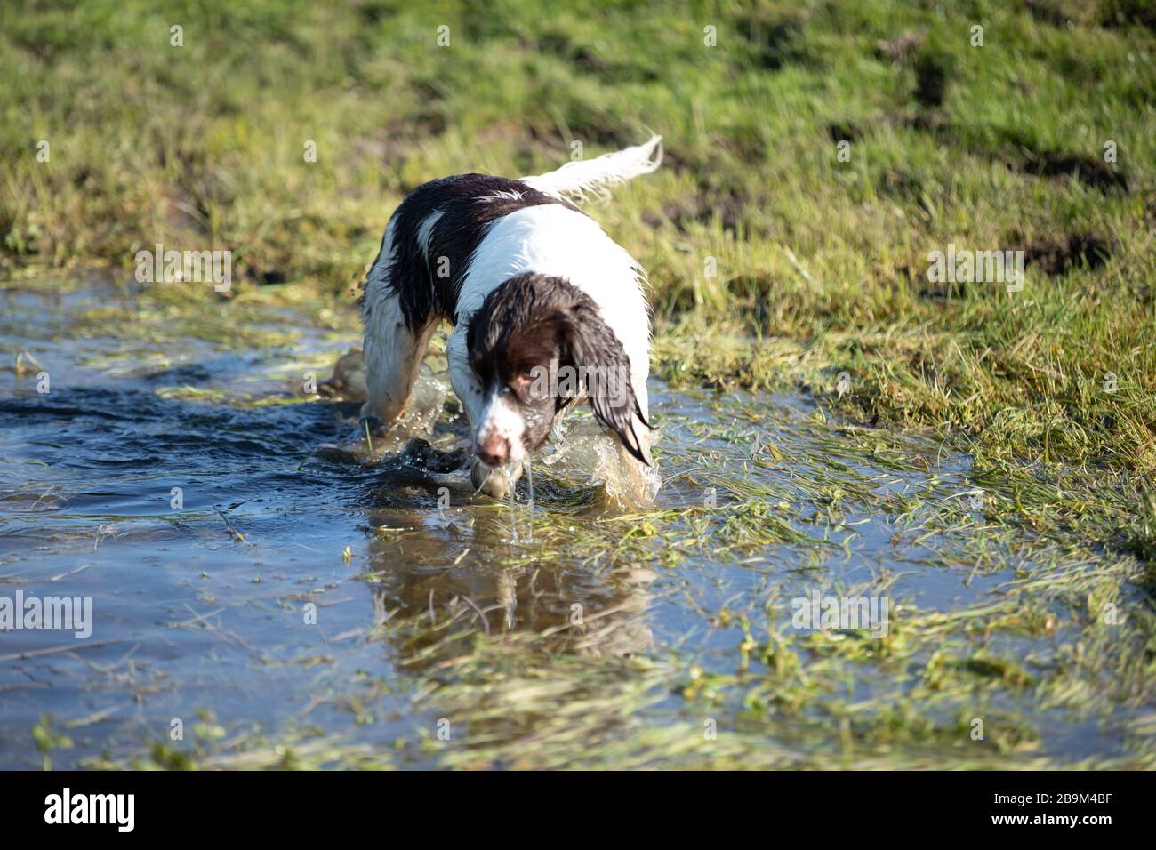 English Springer Spaniel, liver and white Stock Photo - Alamy