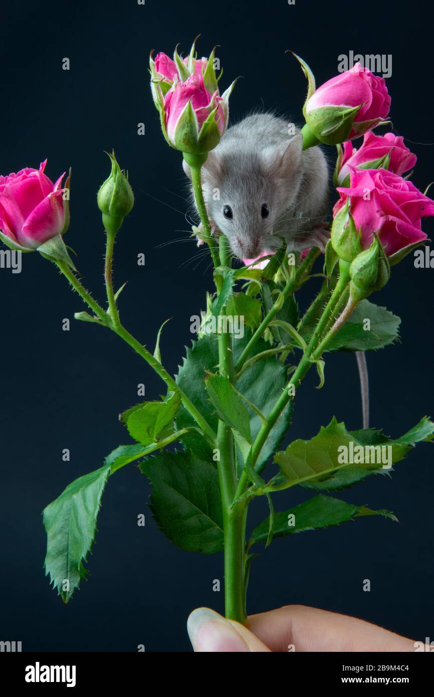 studio, mouse, rodent, animal, mammal, cute, white, isolated, rat, tail ...