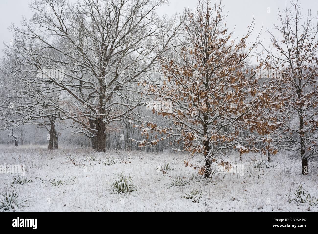 Forest coated with fresh snow in northern Indiana Stock Photo - Alamy