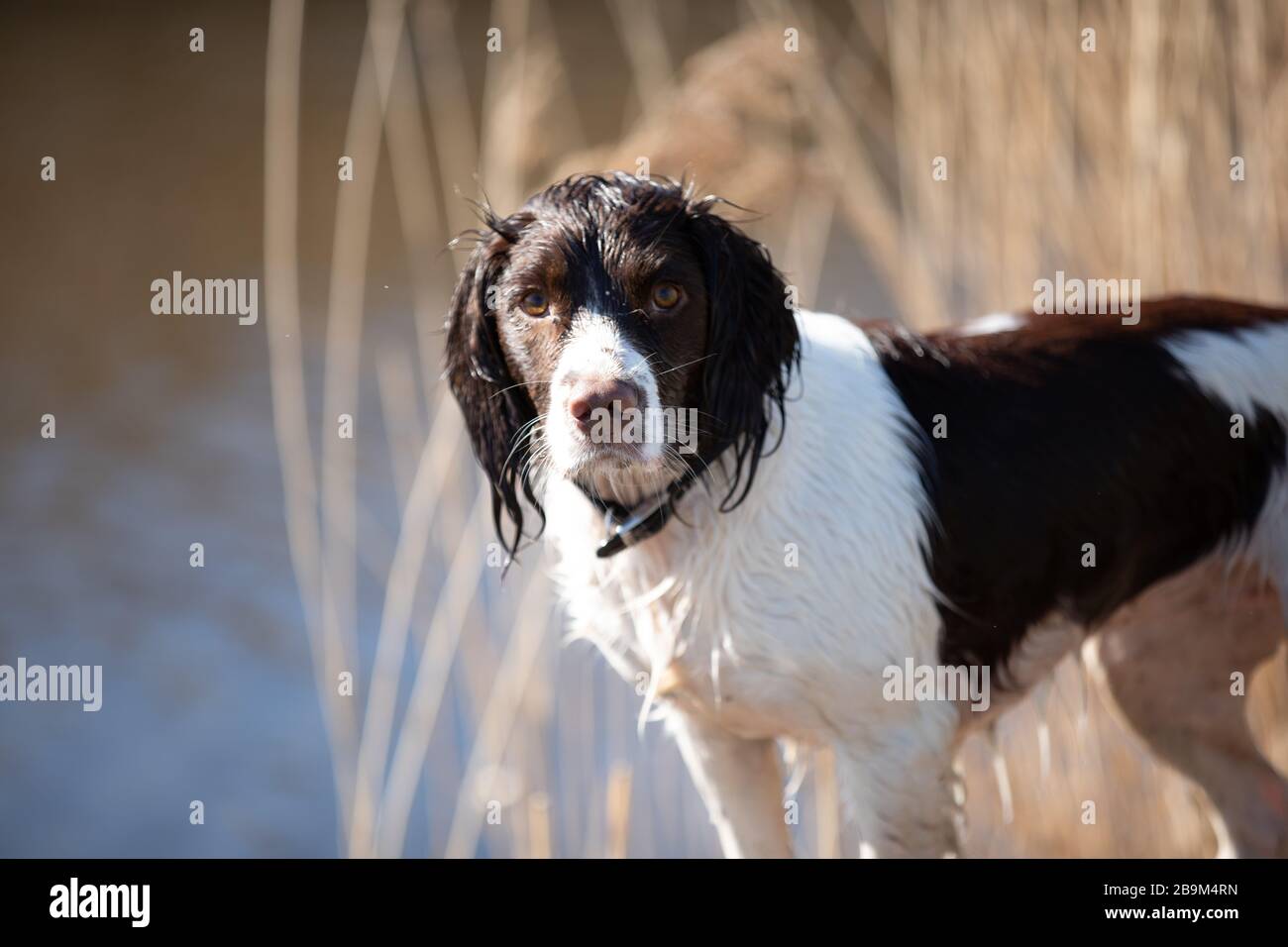 English Springer Spaniel, liver and white Stock Photo - Alamy